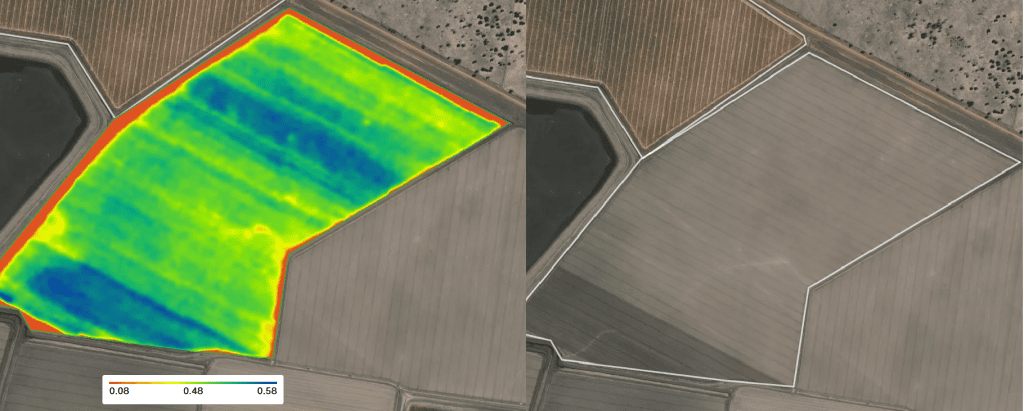 Cotton Plant Tissue – Sampling Guidelines | Back Paddock Company