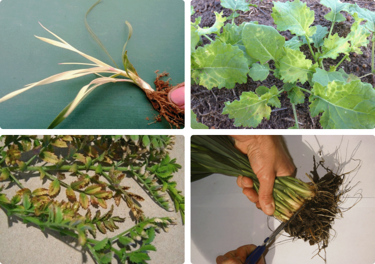 Plant Tissue Sampling | Back Paddock Company